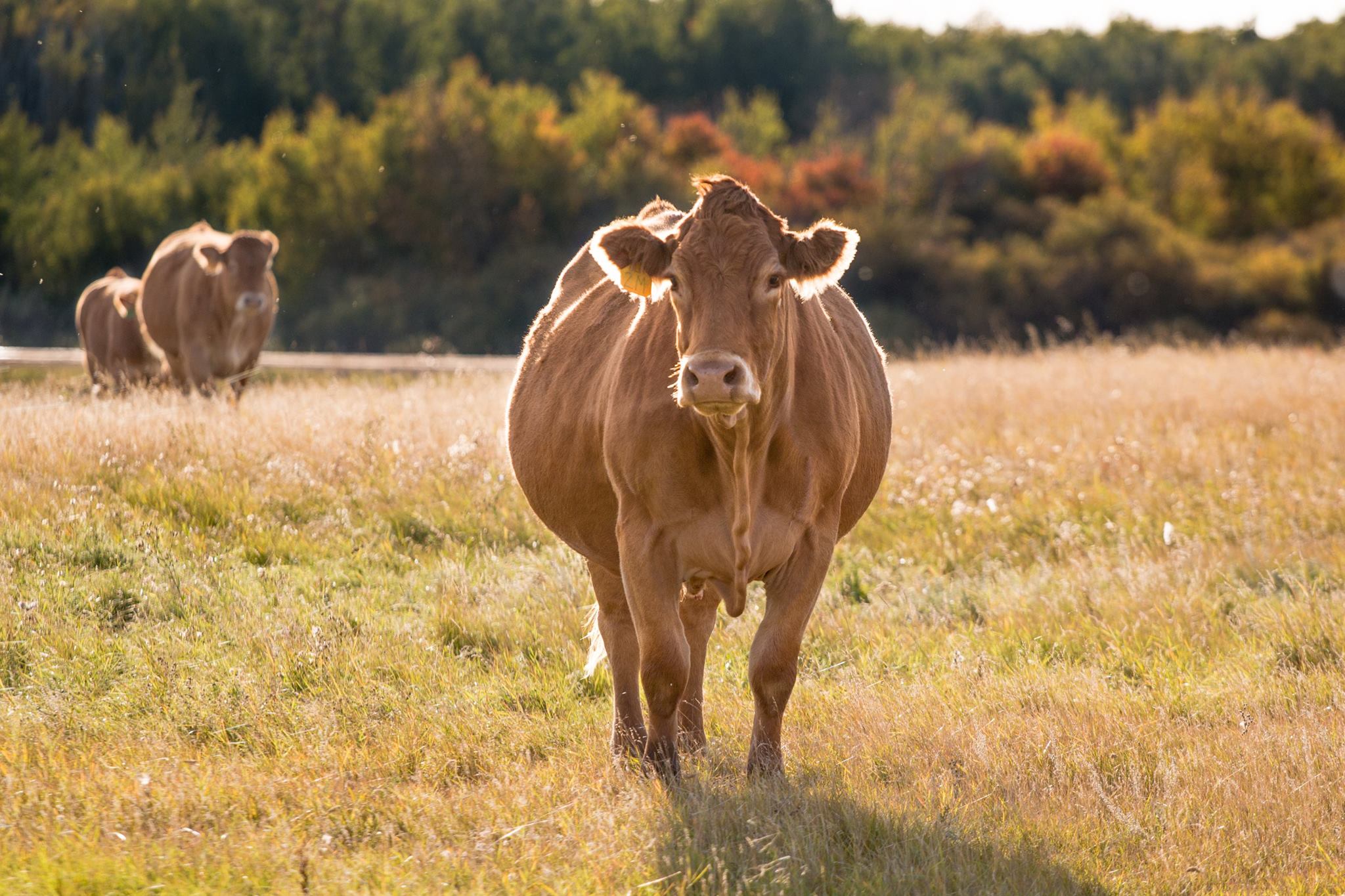 Horned Shorthorn Cattle