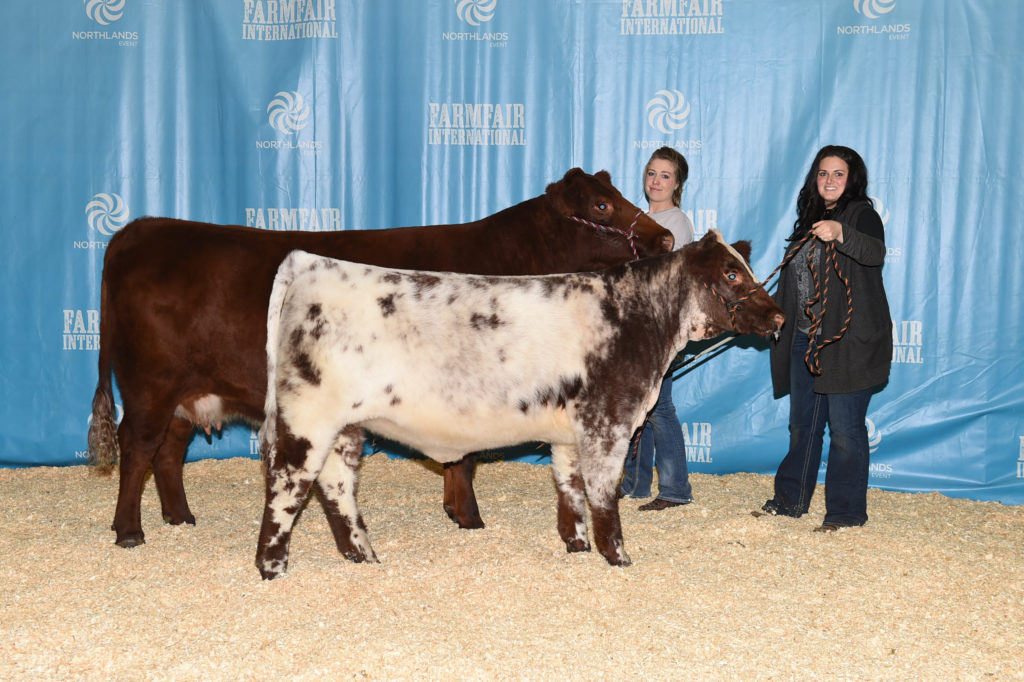 Females • Lingley Livestock - Limousin & Shorthorn Cattle