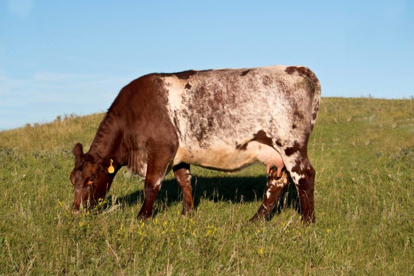 Females • Lingley Livestock - Limousin & Shorthorn Cattle
