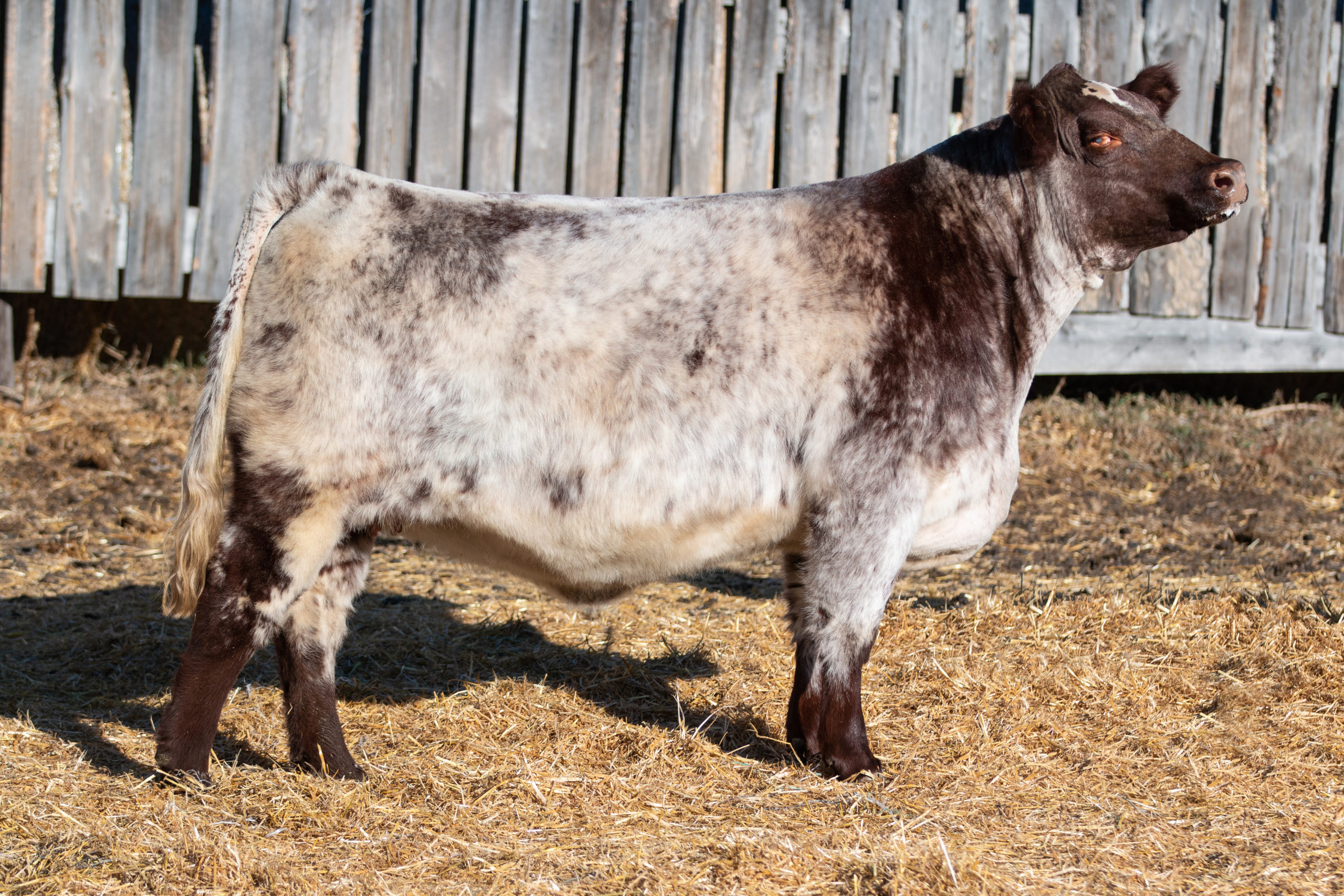 Blue Roan Shorthorn Show Cattle
